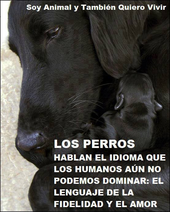 Soy Animal y También Quiero Vivir. - TnRelaciones - La vida misma